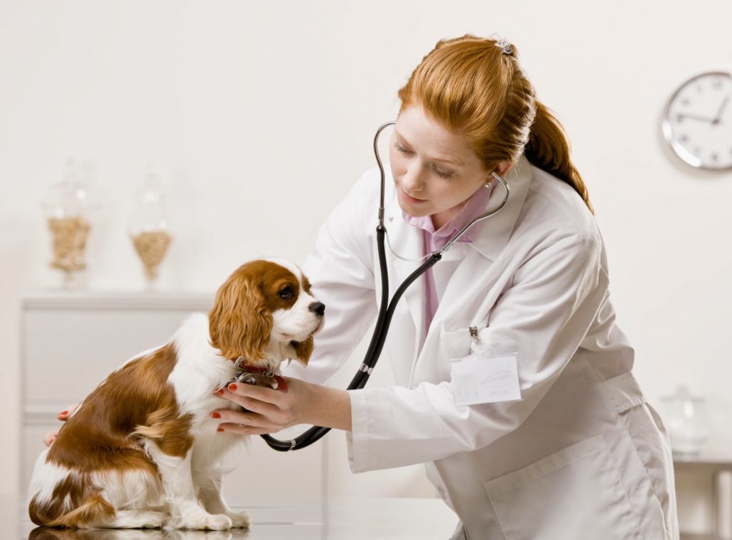 What s The Easiest Method To Increase Your Veterinary Practice 